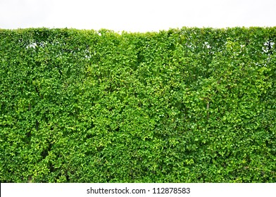 Tree Wall Background Stock Photo 112878583 | Shutterstock