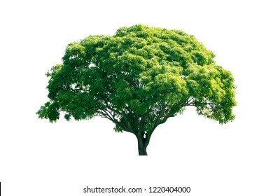 Tree White Backdrop Stock Photo 1220404000 | Shutterstock