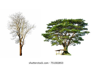Concept Doubleness Dead Tree On One Stock Photo 1038799918 | Shutterstock