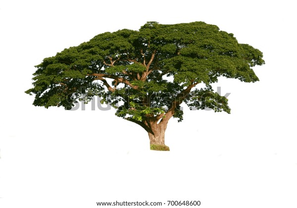 Tree White Backgrounds Stock Photo 700648600 | Shutterstock