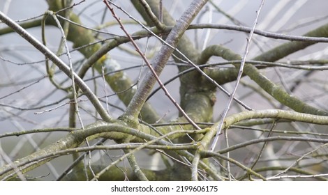 2,942 Dense crown Images, Stock Photos & Vectors | Shutterstock
