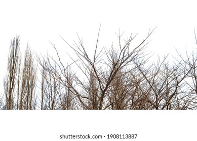 Tree Winter Tree Without Leaves Isolated Stock Photo 1908113887 ...