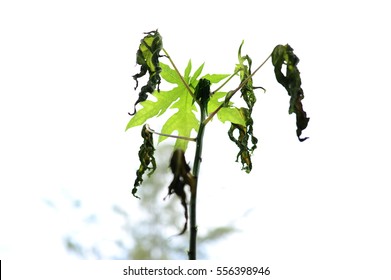 42,311 Tree withered Images, Stock Photos & Vectors | Shutterstock