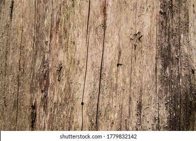 203 Bark less tree Images, Stock Photos & Vectors | Shutterstock