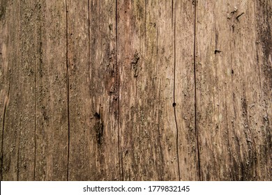 203 Bark less tree Images, Stock Photos & Vectors | Shutterstock