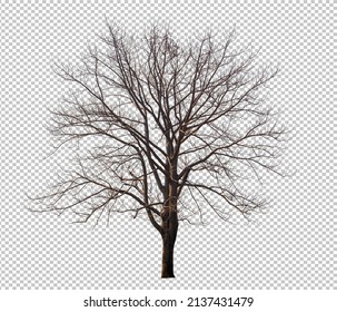 1,722 Tall tree transparent background Images, Stock Photos & Vectors ...