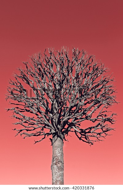 Tree Without Leaves Branches Trimmed Shape Stock Photo (Edit Now) 420331876