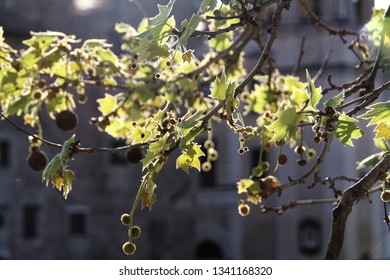 504 imágenes de Treebranch - Imágenes, fotos y vectores de stock ...