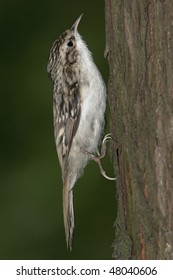 Tree creeper bird Images, Stock Photos & Vectors | Shutterstock