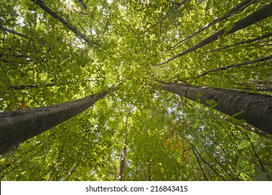 227,740 Sky through trees Images, Stock Photos & Vectors | Shutterstock