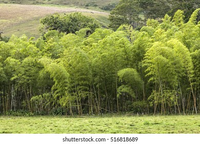 5 imágenes de Guadual - Imágenes, fotos y vectores de stock | Shutterstock