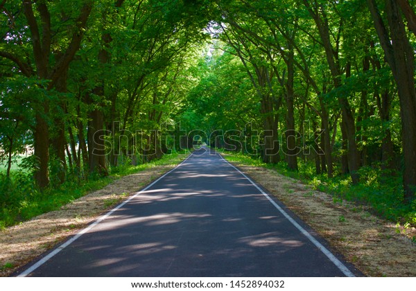 Trees Arching Over Road Converging Lines Stock Photo 1452894032 ...
