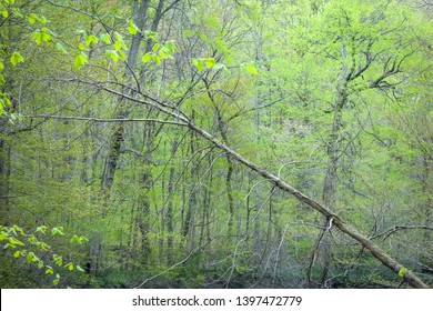 13,902 Michigan spring Images, Stock Photos & Vectors | Shutterstock