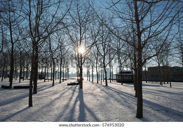 Trees Casting Shadow Winter Scene Public Stock Photo 576953020 ...