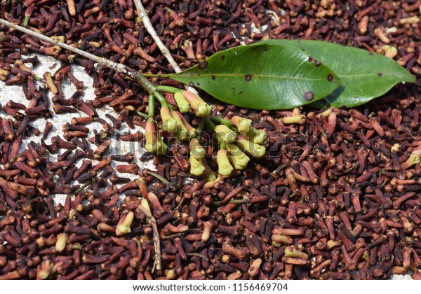 Trees Cloves Stock Photo 1156469704 | Shutterstock