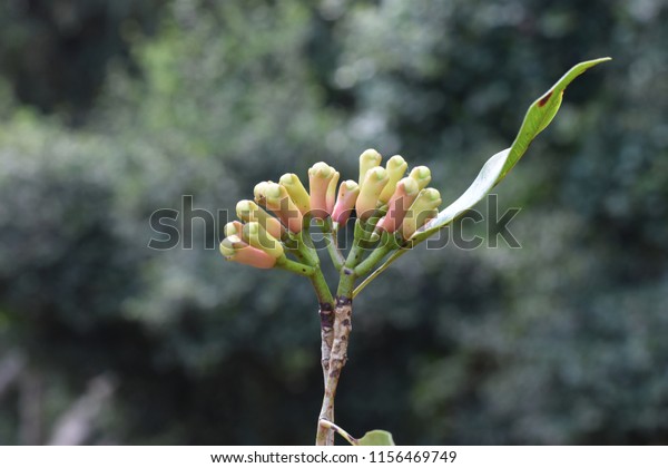 Trees Cloves Stock Photo (Edit Now) 1156469749