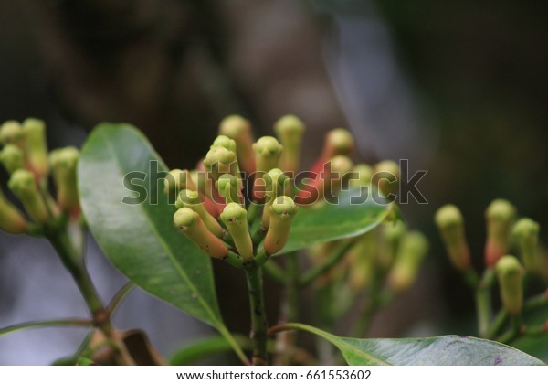 Trees Cloves Stock Photo (Edit Now) 661553602