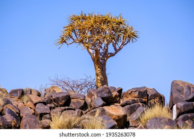 45,681 Namibia tree Images, Stock Photos & Vectors | Shutterstock