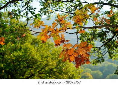 1,264 Summer to fall transition Images, Stock Photos & Vectors ...