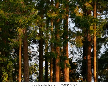 Artem Potokinの写真素材、画像素材ポートフォリオ| Shutterstock