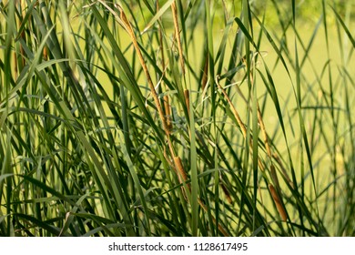 38 Wetland sponge Images, Stock Photos & Vectors | Shutterstock