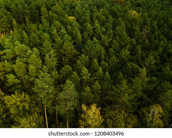 Aerial Top View Summer Green Trees Stock Photo 1024452661 | Shutterstock