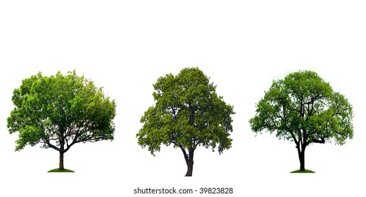 811 Two large oak trees Images, Stock Photos & Vectors | Shutterstock