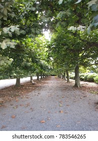 Trees Line Down Path Stock Photo 783546265 | Shutterstock