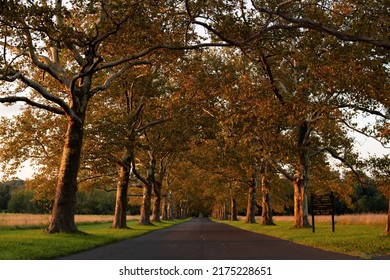 14,589 Tree Lined Pathway Images, Stock Photos & Vectors | Shutterstock