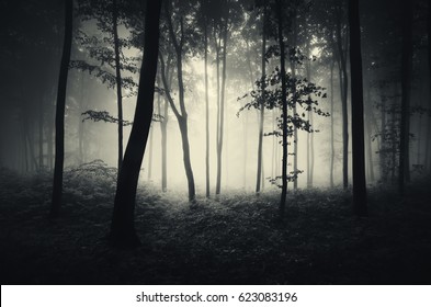 845,088 Mist trees Images, Stock Photos & Vectors | Shutterstock