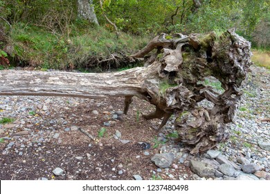 Trees Roots Now Dried Stock Photo 1237480498 | Shutterstock