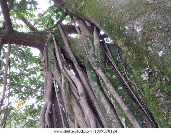 Trees Roots Vines Ground Stock Photo 1809378124 | Shutterstock
