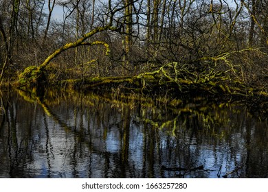 924 Swamp ireland Images, Stock Photos & Vectors | Shutterstock
