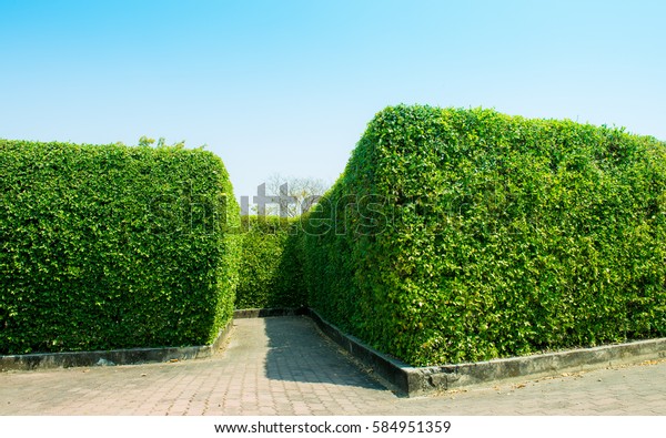 Triangle Geometric Pattern Green Hedge Flowerbed 스톡 사진 584951359 ...