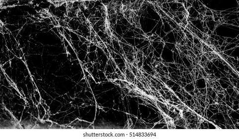 32,474 Cobwebs isolated Images, Stock Photos & Vectors | Shutterstock