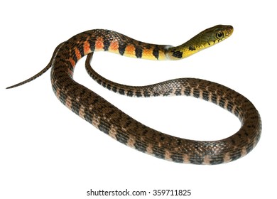 77 Keel back snake Images, Stock Photos & Vectors | Shutterstock