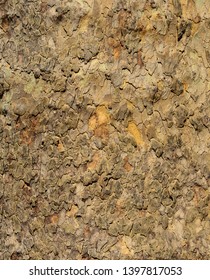 Trident Maple Bark Rough Surface Background Stock Photo 1397817053 ...