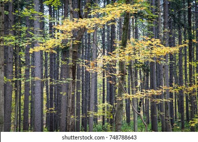 Triple Layered Maple Tree Fall Splendor Stock Photo 748788643 ...