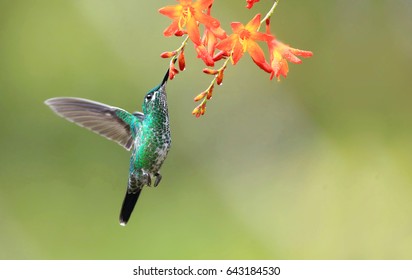 Trochilidae Stock Photo 643184530 | Shutterstock