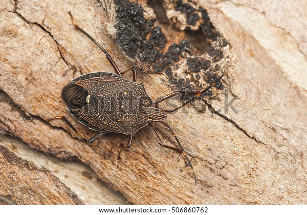 3,144 imágenes de Australian bugs - Imágenes, fotos y vectores de stock ...