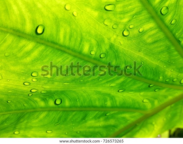 Tropical Green Leaf Structure Pattern Wallpaper Stock Photo 726573265 ...