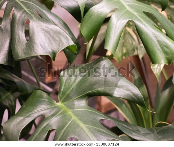 Tropical Jungle Background Real Split Leaf Stock Photo 1308087124 ...