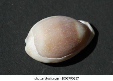 109 Kauri Shells Images, Stock Photos & Vectors | Shutterstock