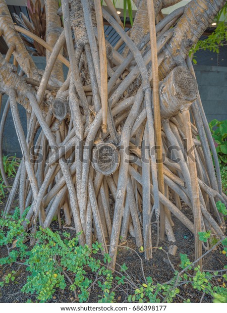 Tropical Monkey Pod Tree Root System Stock Photo 686398177 | Shutterstock