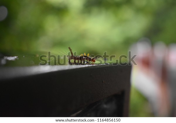 Tropical Tiny Red Worm Crawling On Stock Photo 1164856150 | Shutterstock