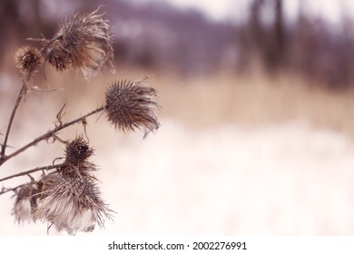 117 Reed catkins Images, Stock Photos & Vectors | Shutterstock