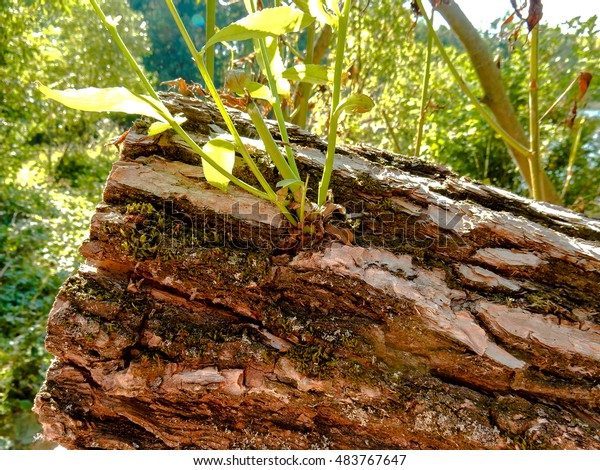 Truncated Tree Stock Photo 483767647 | Shutterstock