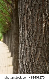 30,000 Tree trunk shade Images, Stock Photos & Vectors | Shutterstock