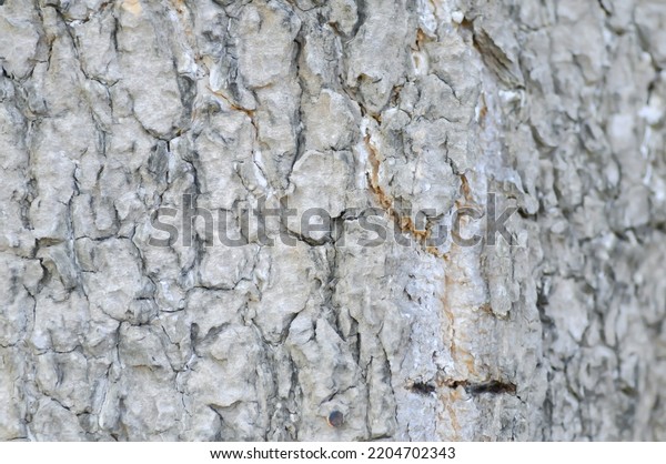 Trunk Bark Dita Devil Tree Alstonia Stock Photo 2204702343 | Shutterstock