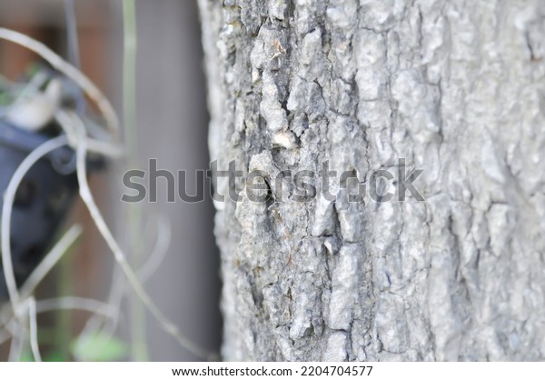 Trunk Bark Dita Devil Tree Alstonia Stock Photo 2204704577 | Shutterstock